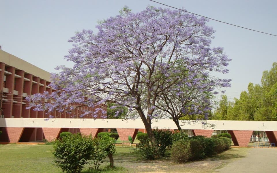 NIT Kurukshetra Gallery