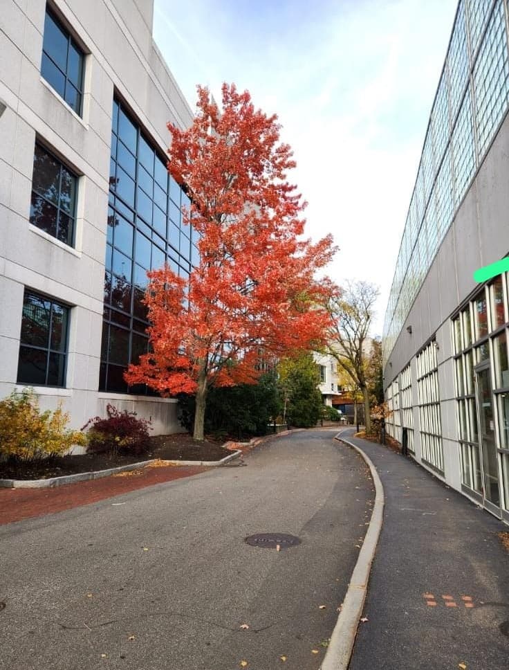 Northeastern University Admissions 2025 and Acceptance Rate