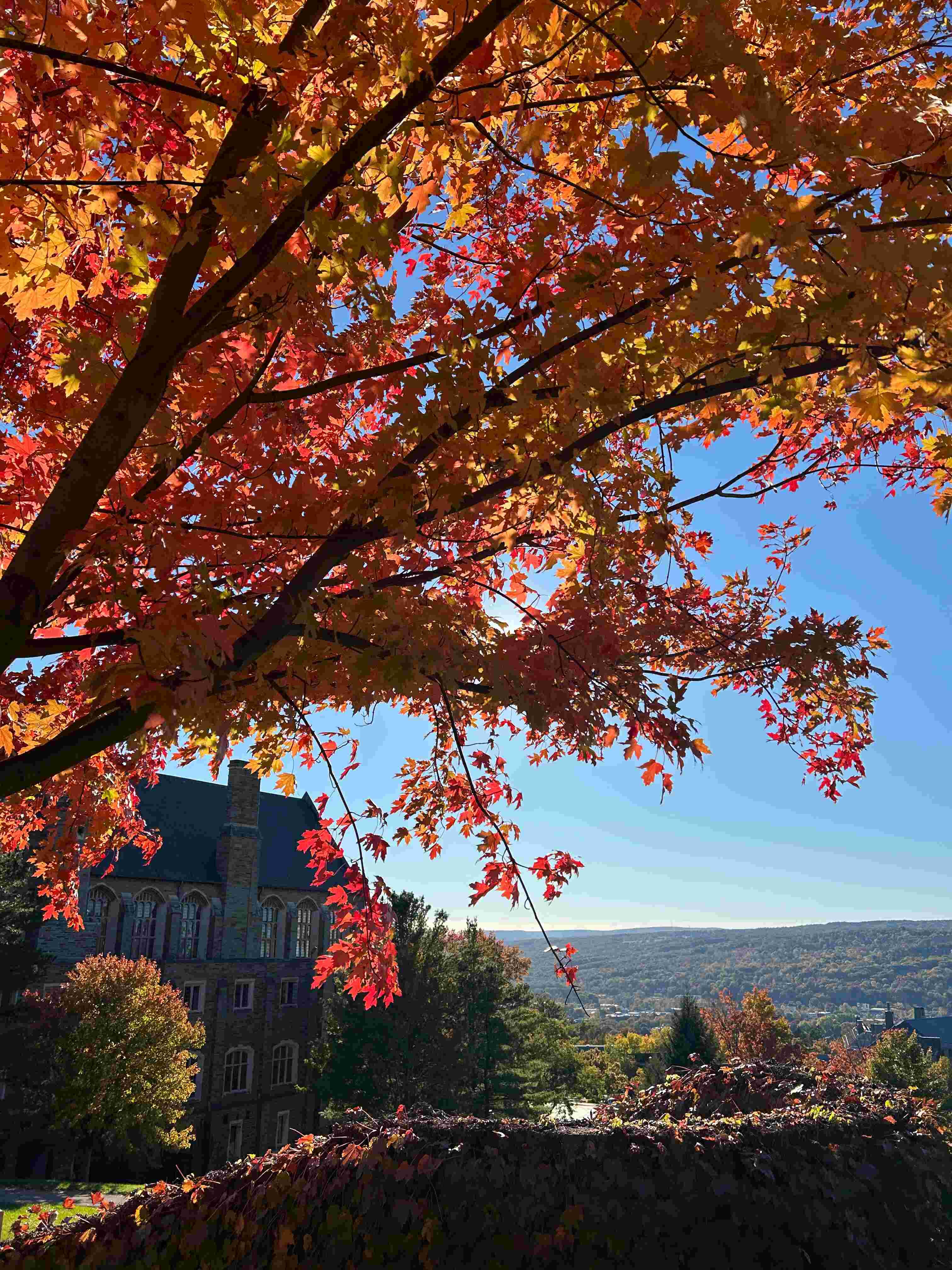 Cornell University Rankings 2025