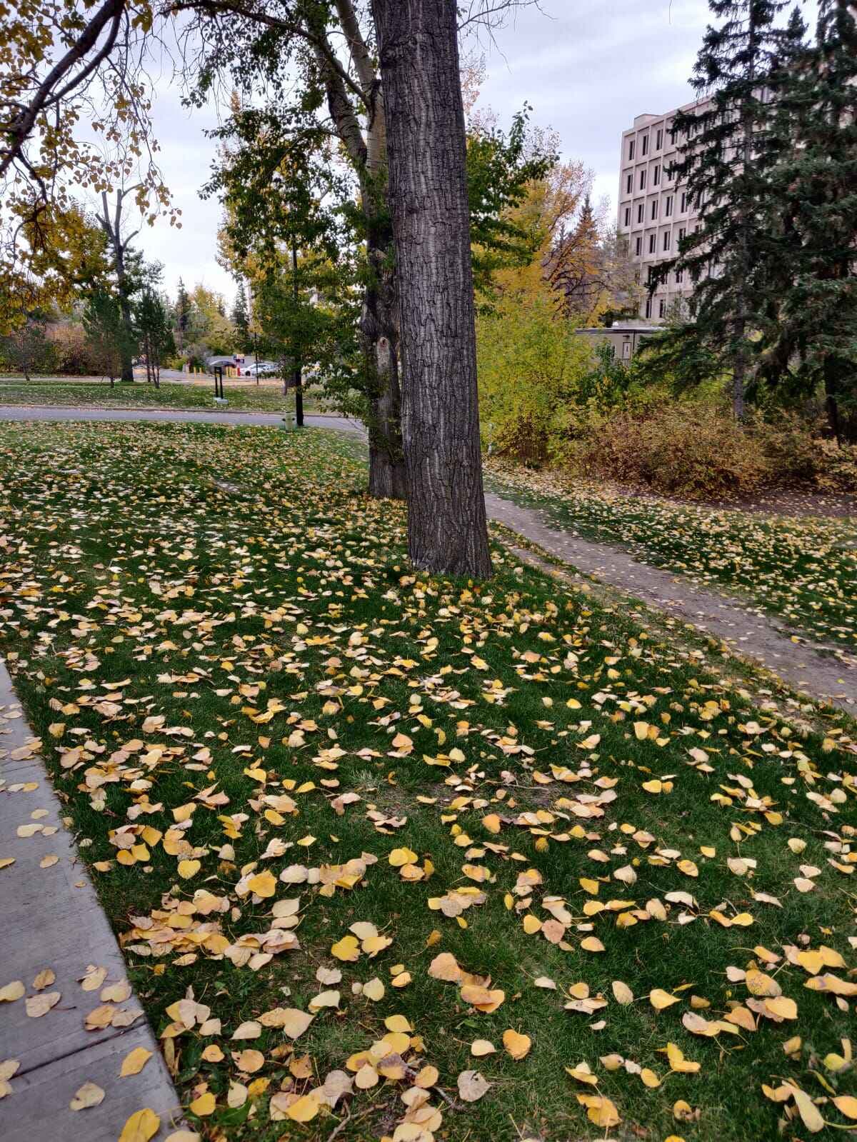 University of Calgary Accommodation: Cost, Facilities & Photos